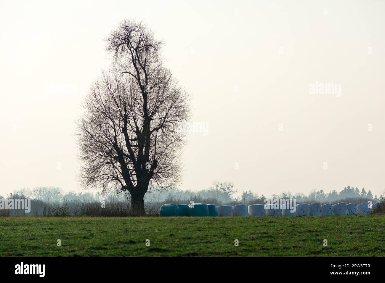 A tall tree without leaves and bales of silage on a meadow against a ...