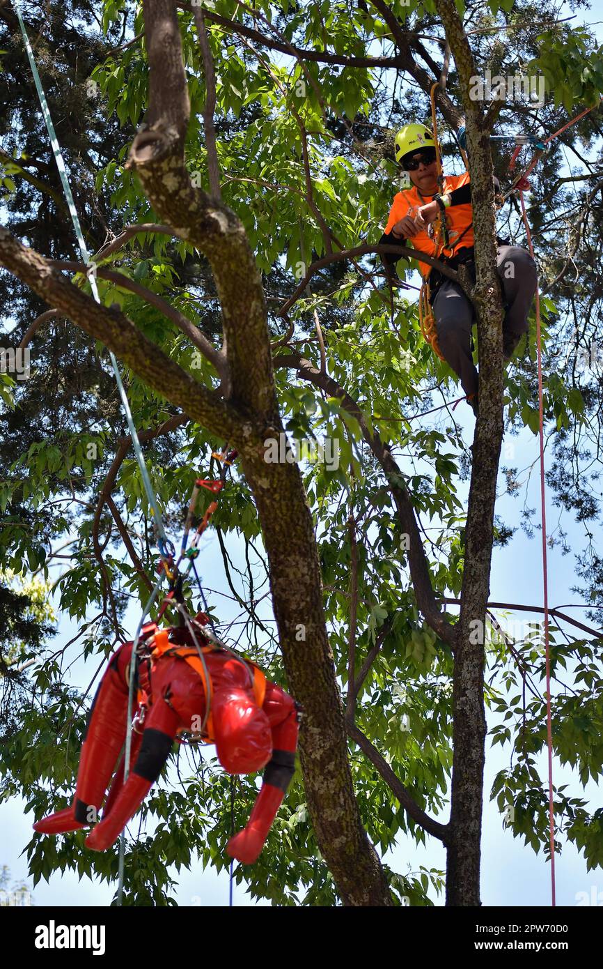 April 28, 2023 Toluca Mexico : With the participation of 30 tree ...
