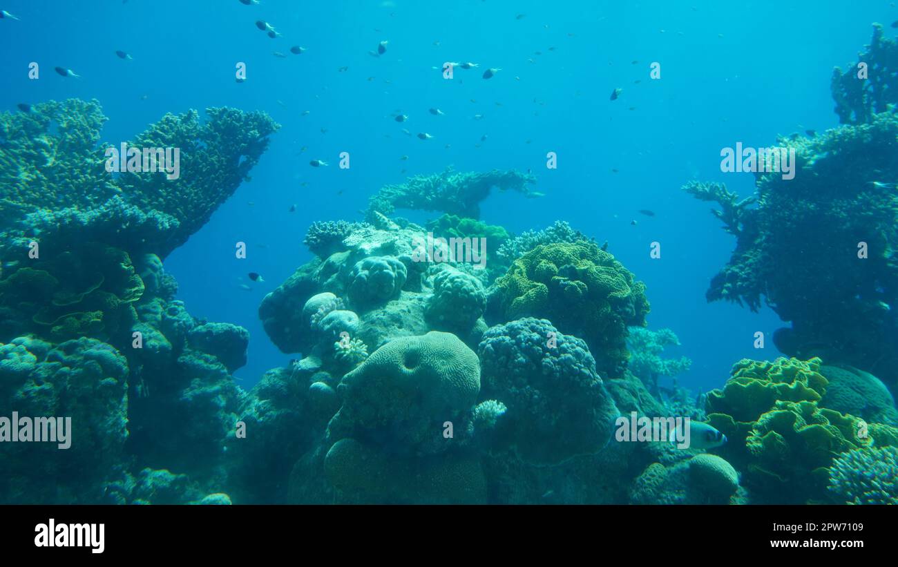 Coral world, Underwater Observatory in Eilat. Red sea colorful corals ...