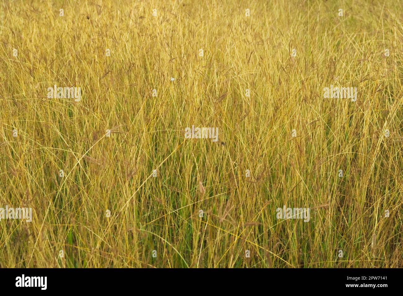 Tall yellow grass on an uncultivated field. Full frame texture ...