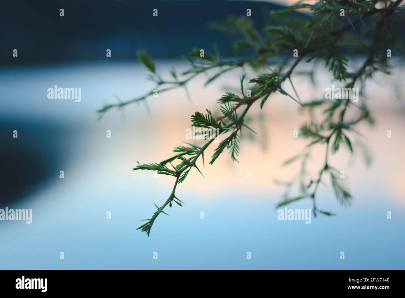 Spines and leaves of a needle bush (Vachellia farnesiana) in San Luis ...