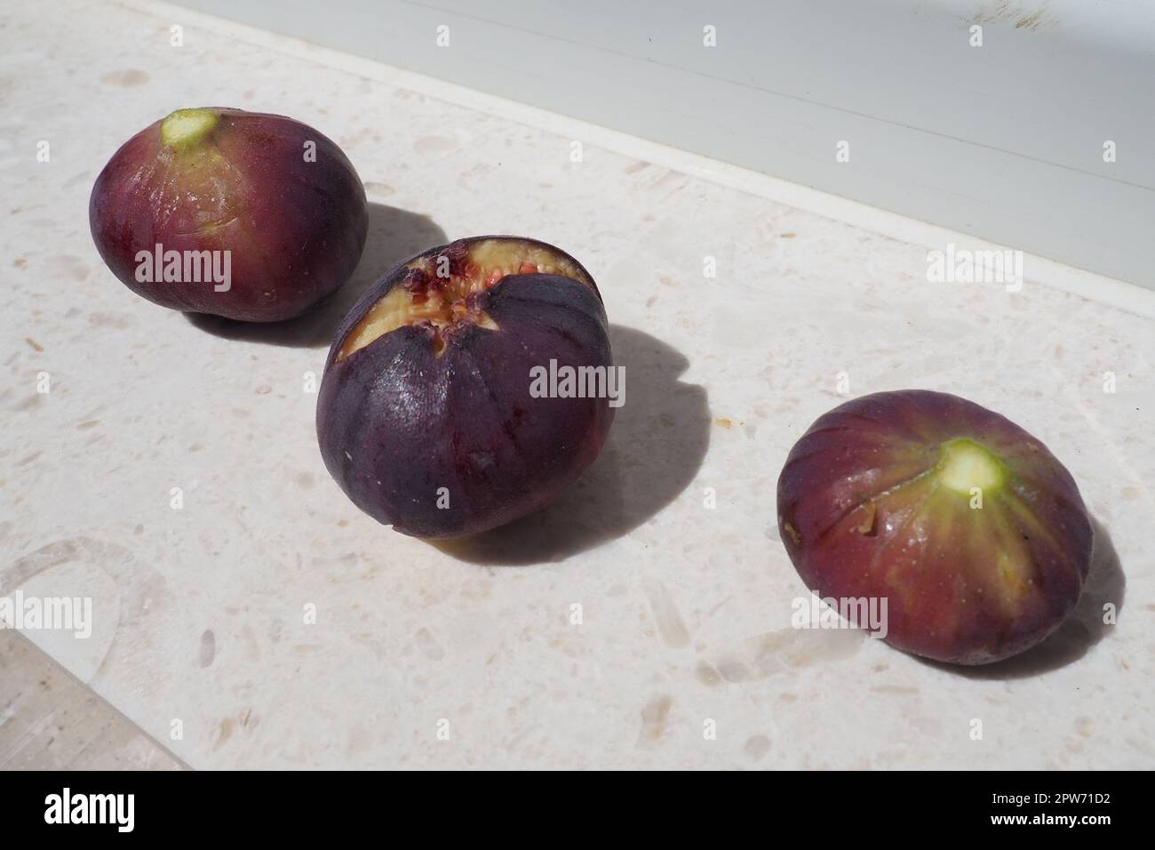 Fig or fig tree, or common fig tree, or Ficus carica is a subtropical ...