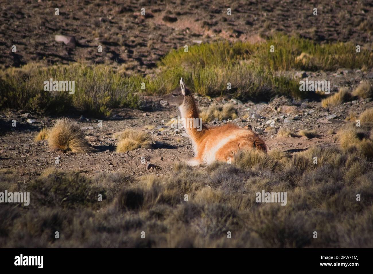 Old guanacos (Lama guanicoe) resting in the steppe of Villavicencio ...