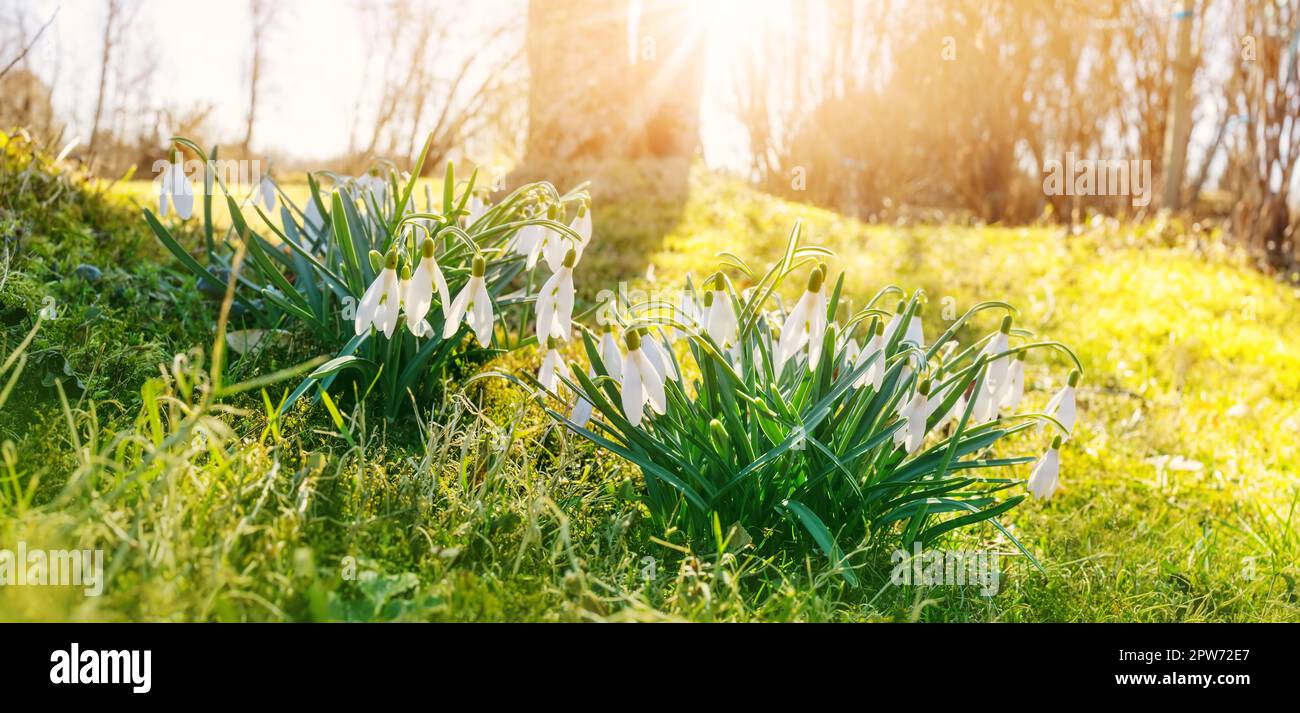 Spring green field in the forest with blossoming fragile snowdrop ...