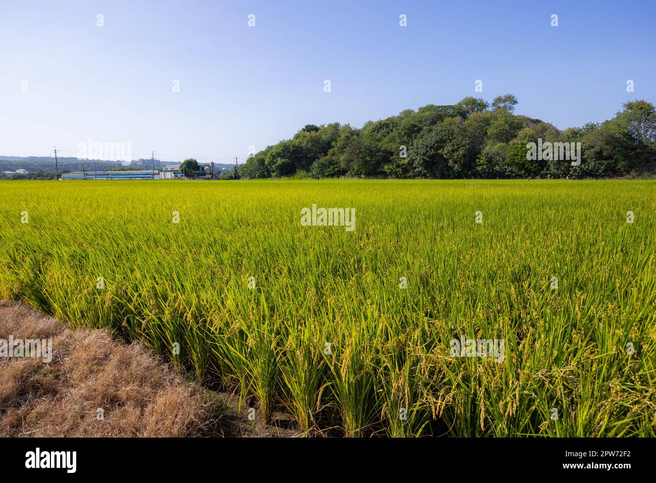 Ripe paddy rice field in Taiwan Stock Photo - Alamy