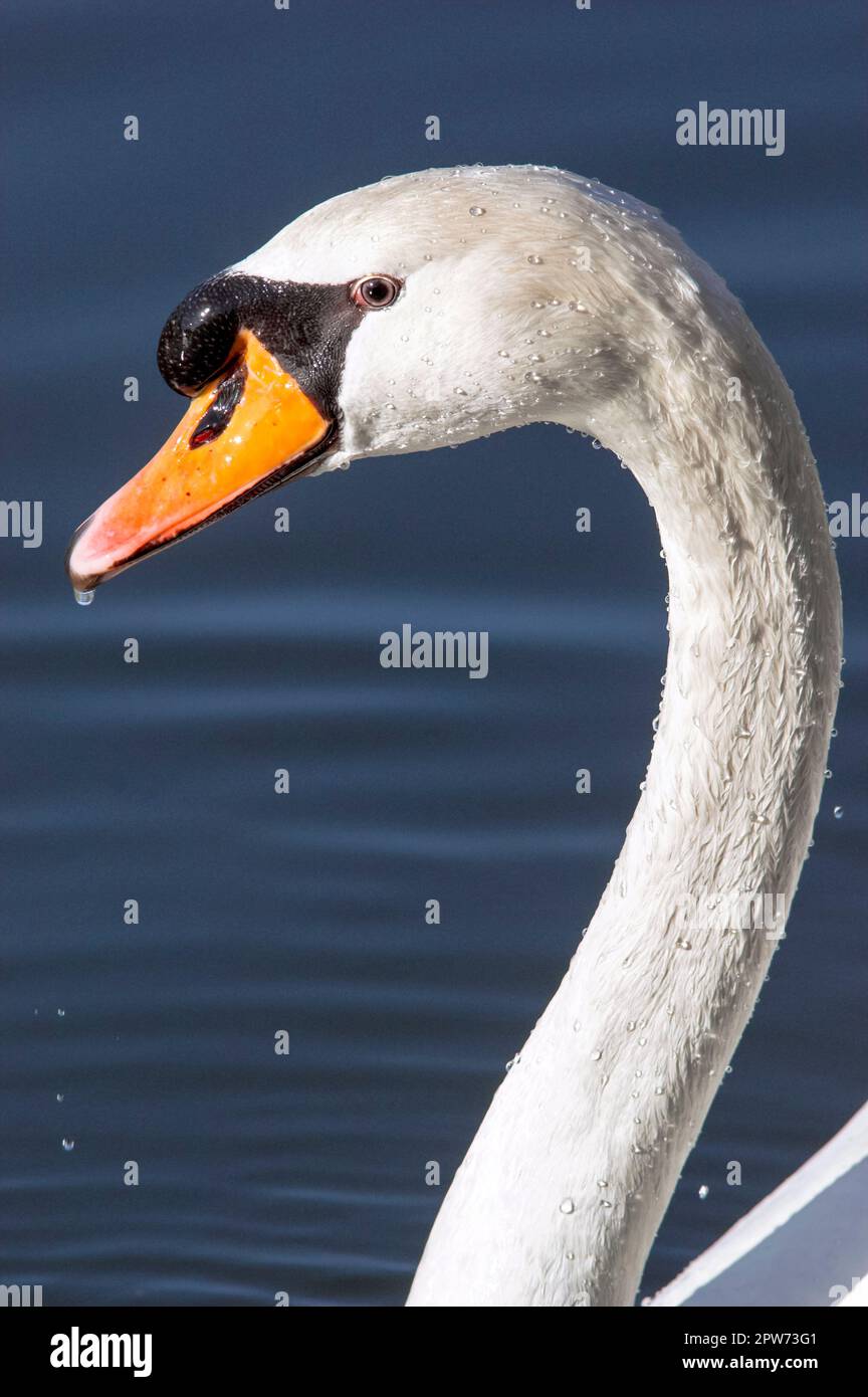 Close up of head and neck of elegant swan against blurred blue ...