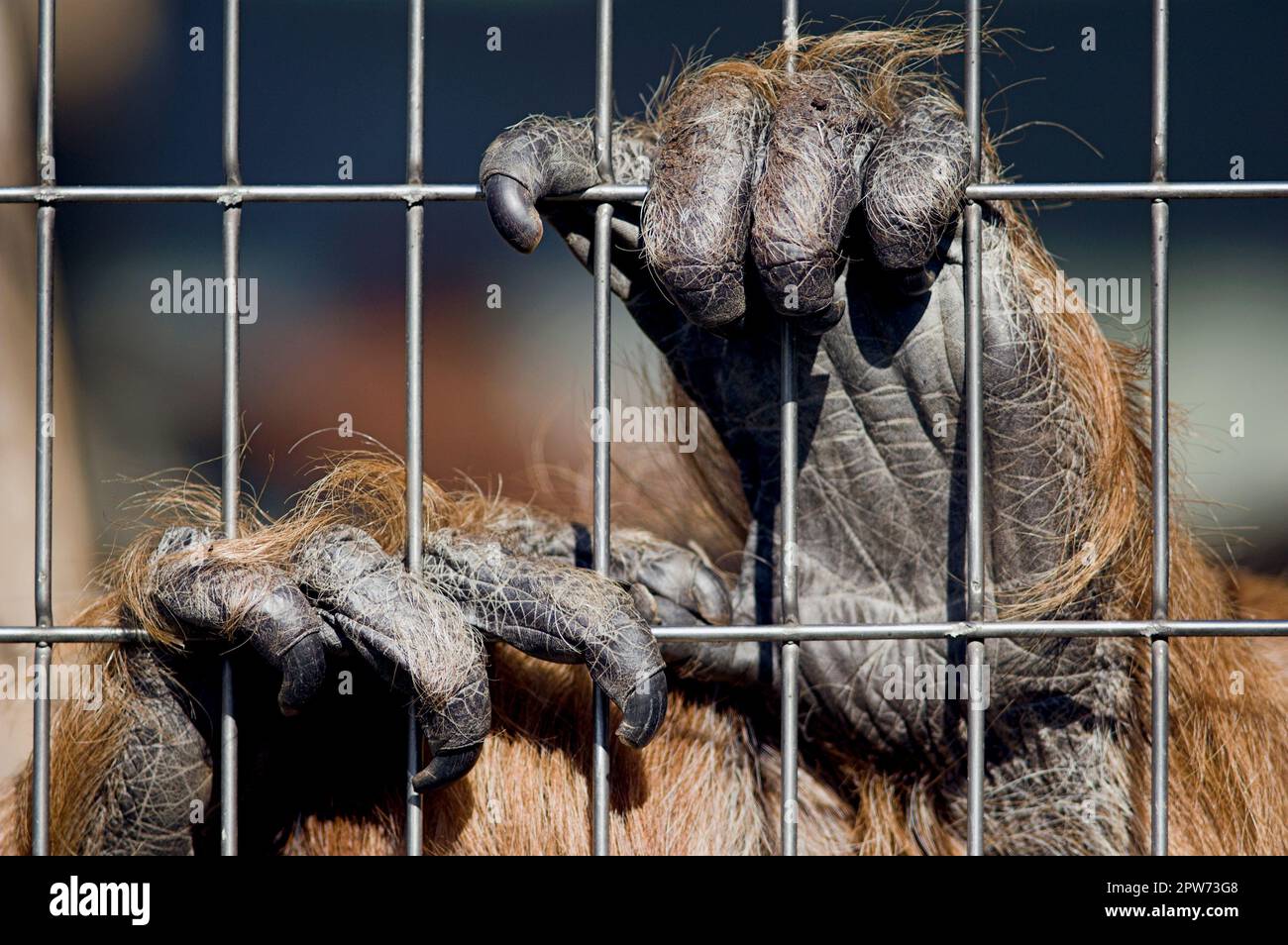 The two hands of an orangutan clasp the bars of a cage as a symbol of ...