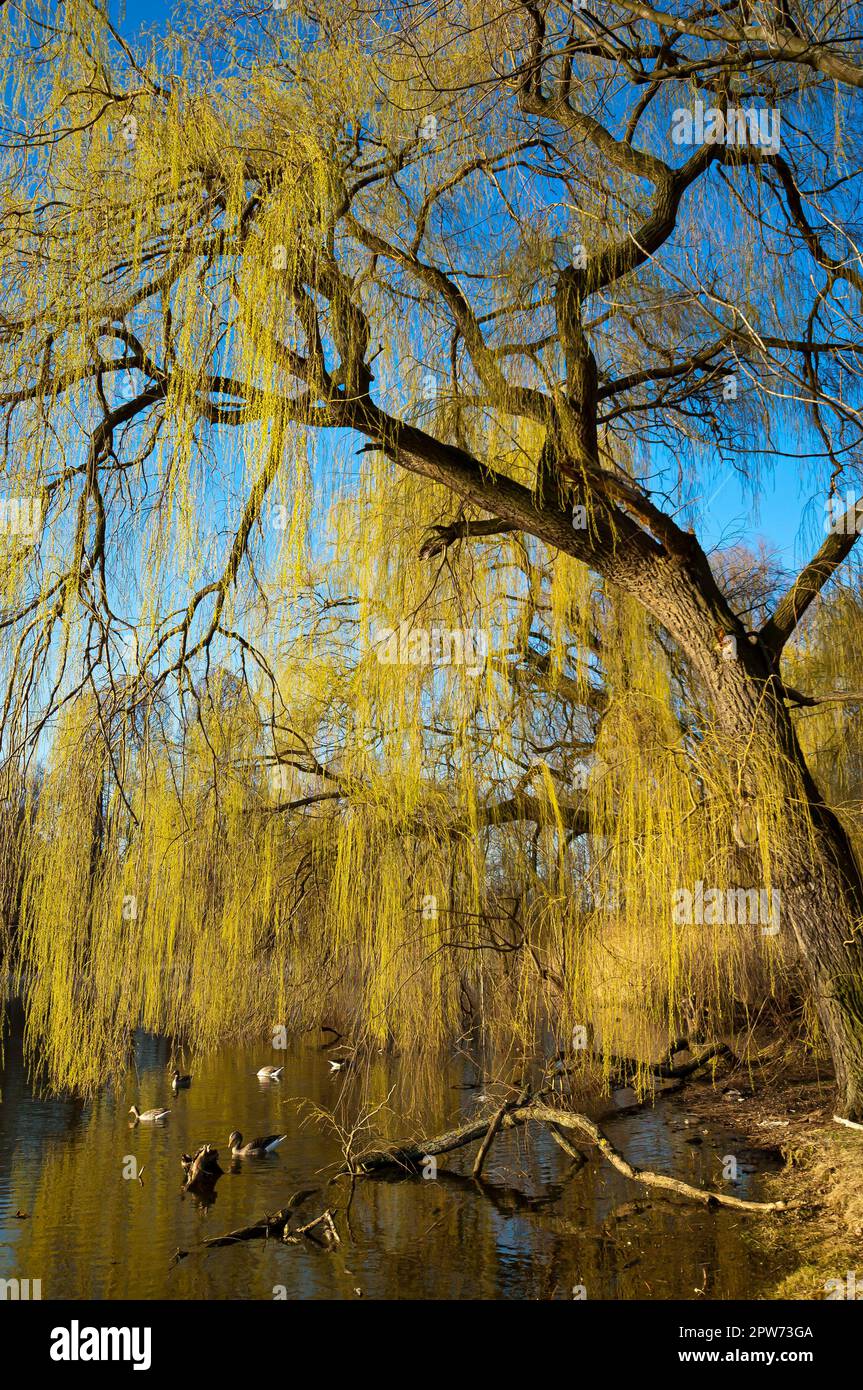 Drooping over about tree branches hi-res stock photography and images ...