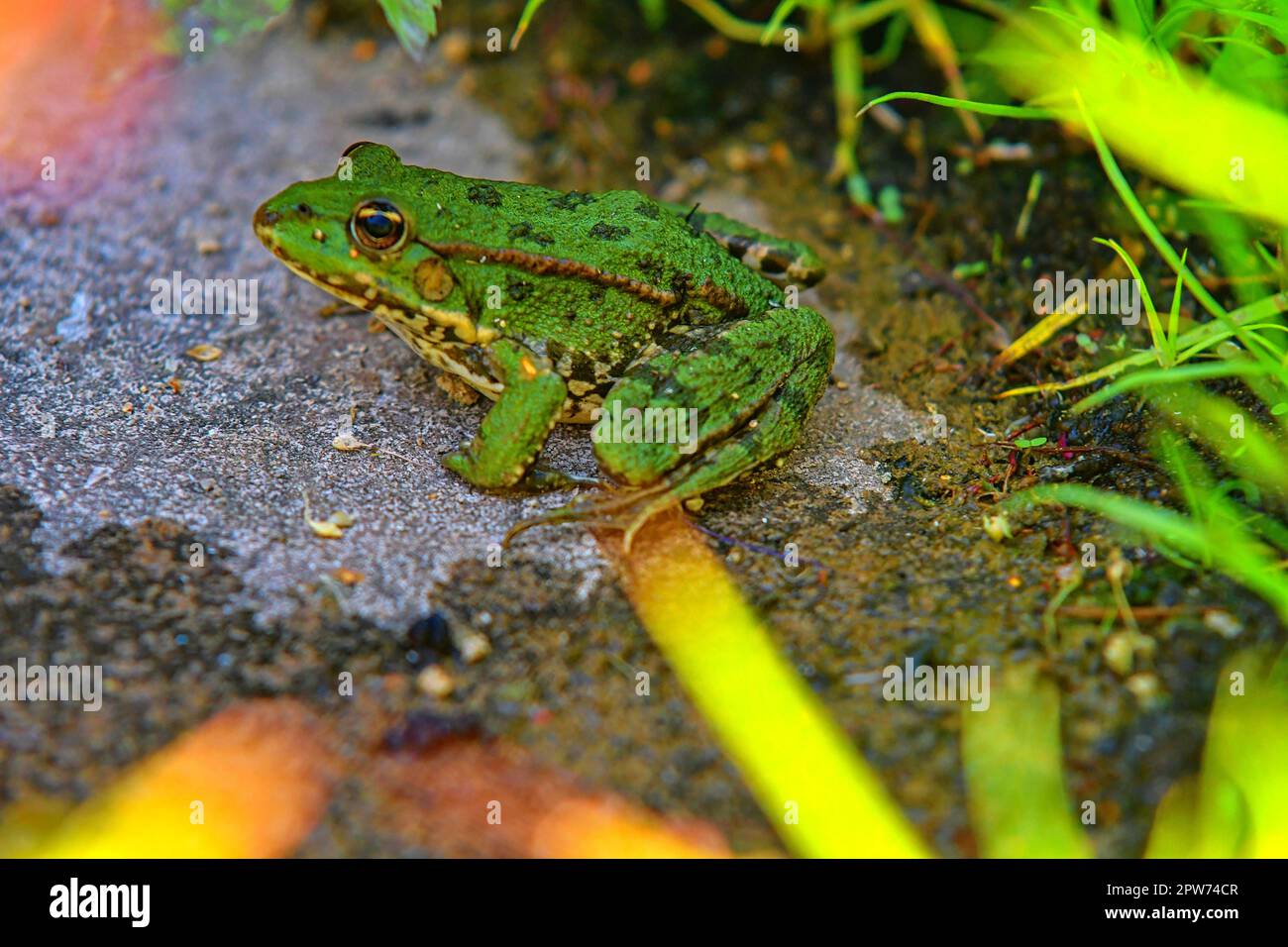 A green edible frog, also known as the Common Water Frog. Adult frog ...