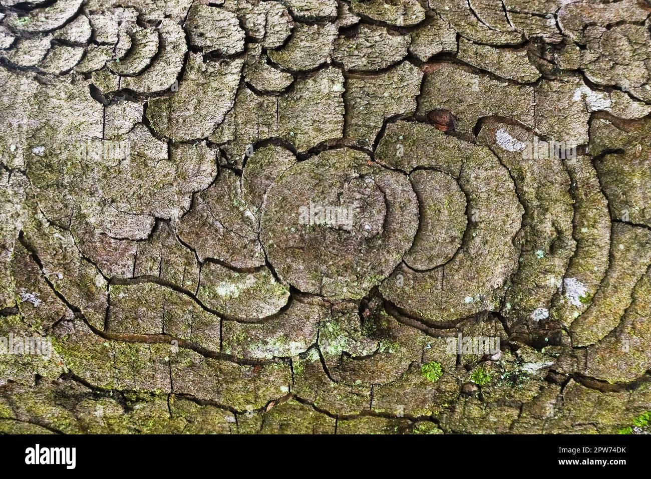 gnarled bark of a tree with many curves and circles in a forest Stock ...