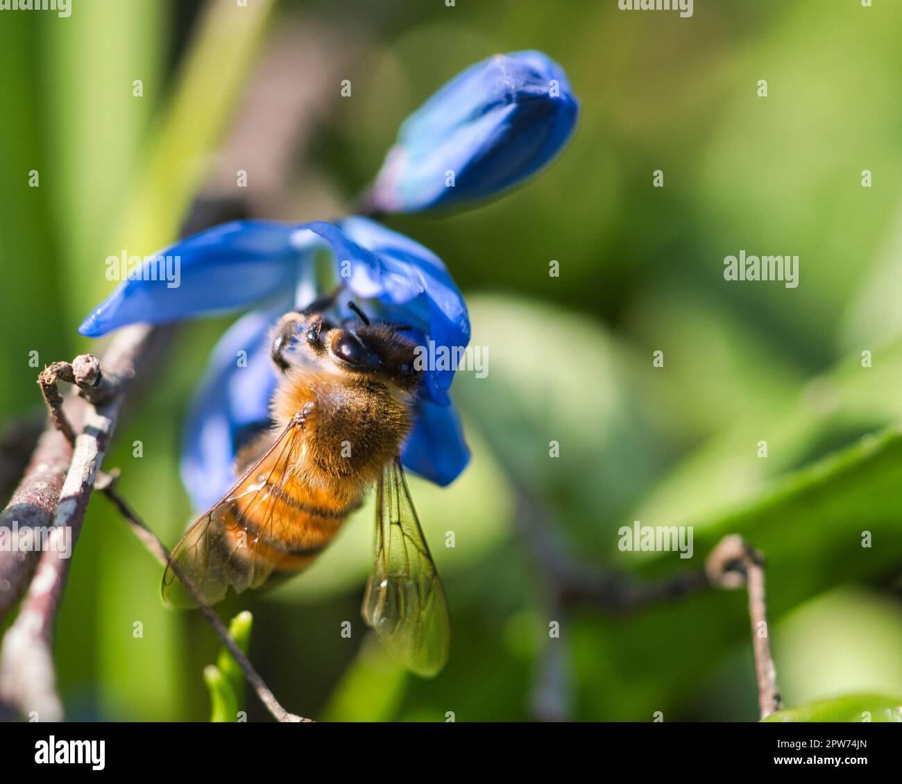 Honey bee collecting pollen on a blue flower. Insect at work. Photo ...