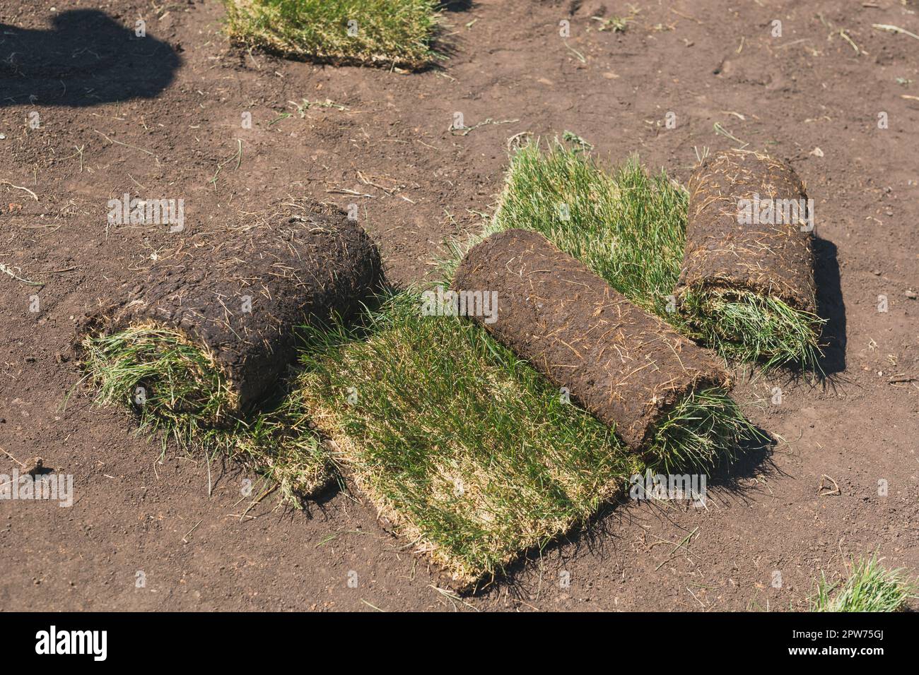 Laying sod for new garden lawn - turf laying Stock Photo - Alamy