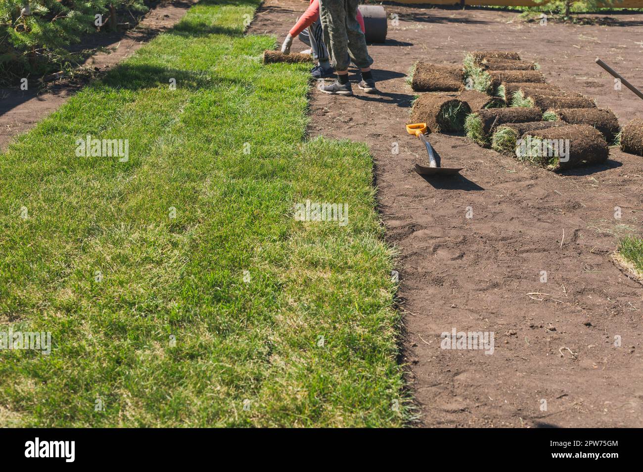 Laying sod for new garden lawn - turf laying Stock Photo - Alamy