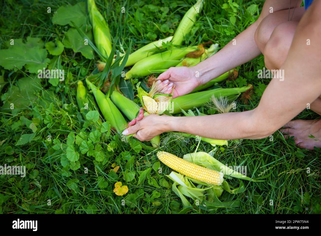 Peeling process fresh corn cobs hi-res stock photography and images - Alamy