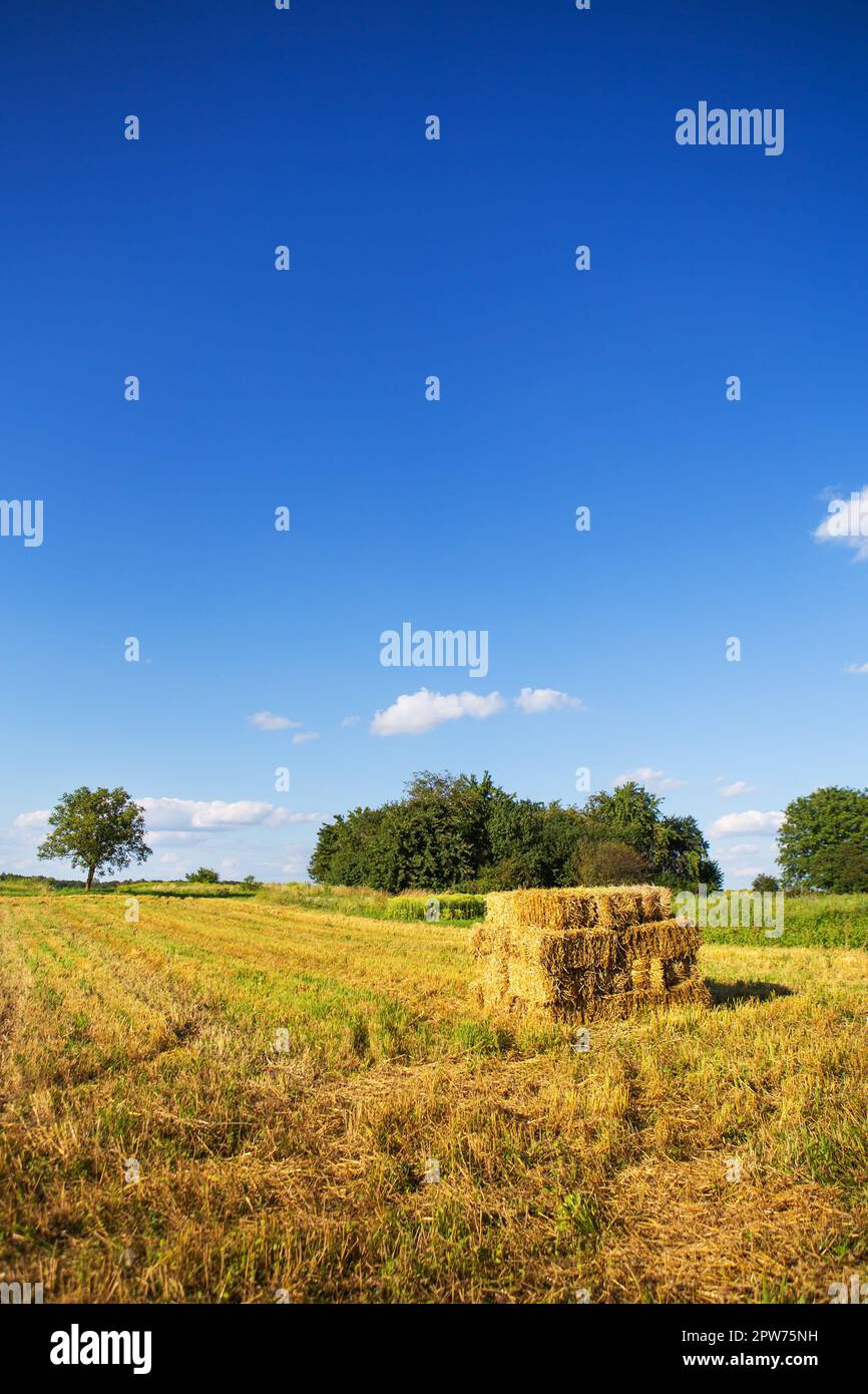 Rectangle shaped bales of straw on farmland with blue beautiful sky ...