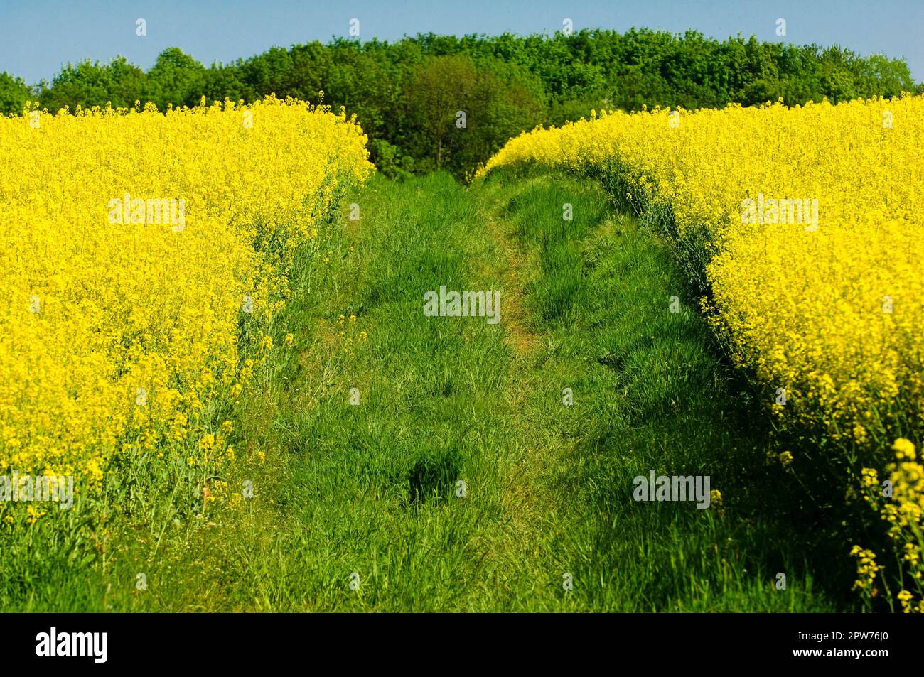 An agricultural path runs through a rapeseed field Stock Photo - Alamy