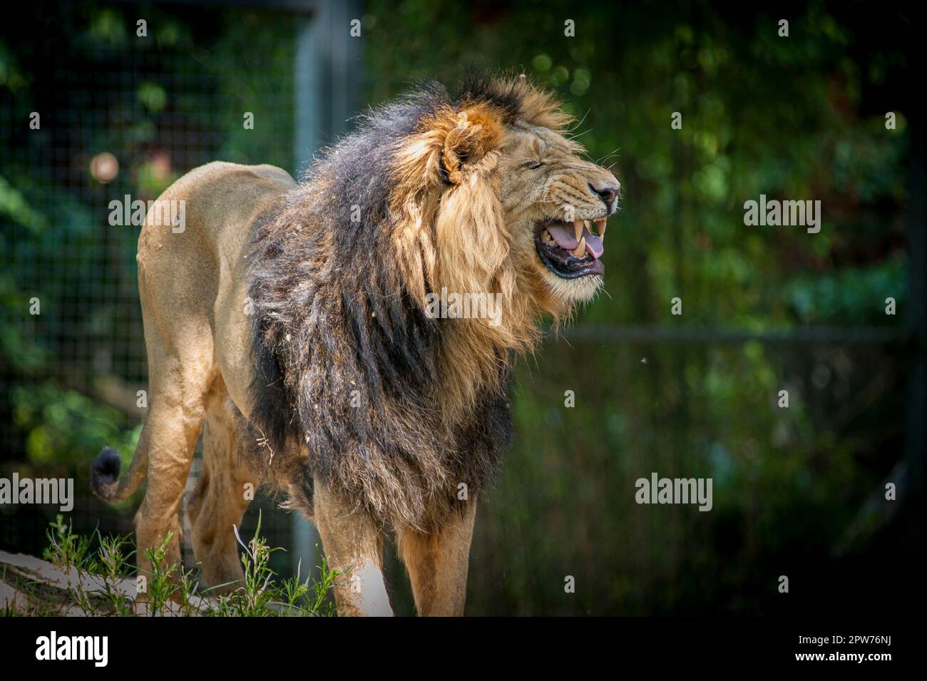 A male lion in a zoo enclosure bares his teeth Stock Photo - Alamy