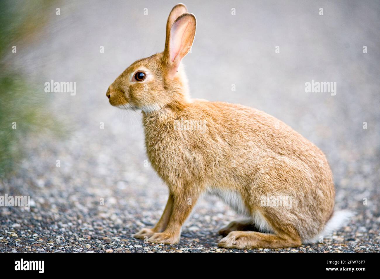 Telephoto view of a sitting and alert brown hare Stock Photo - Alamy