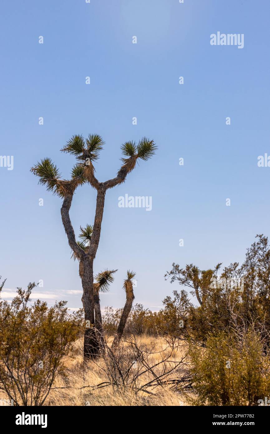 Young joshua hi-res stock photography and images - Alamy