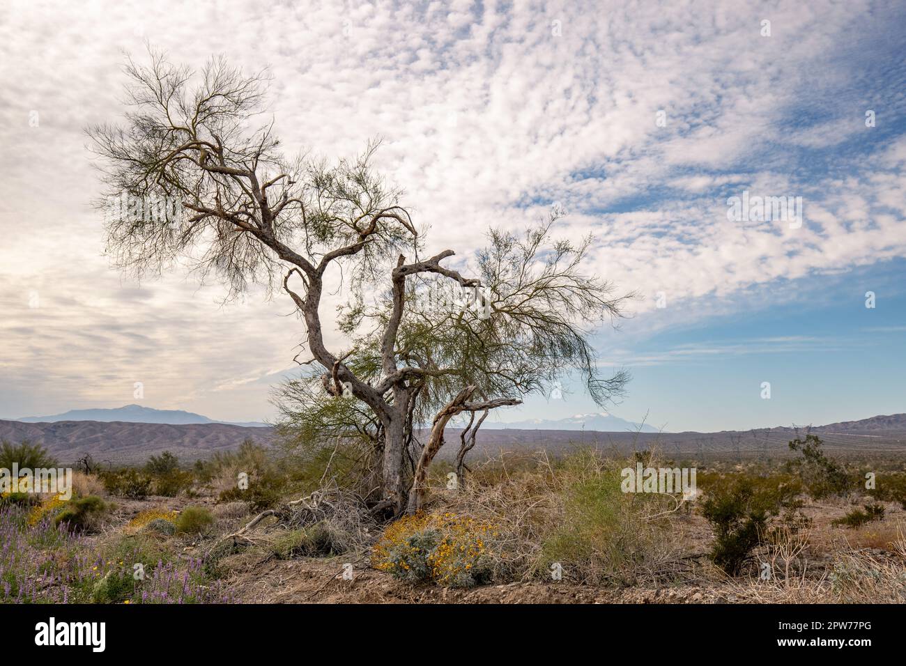 Smoke on desert hi-res stock photography and images - Alamy