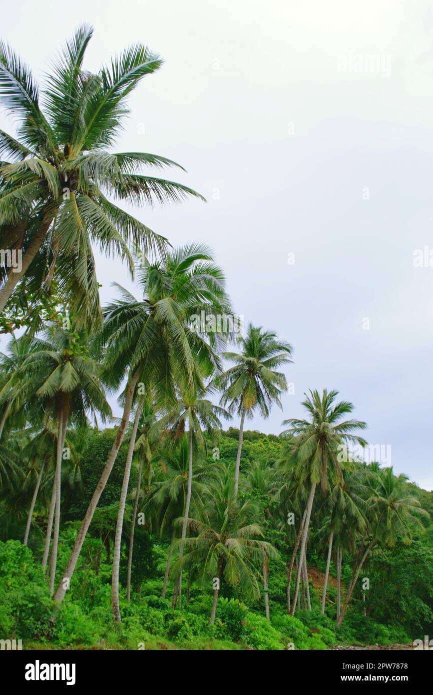 Palm trees on Yai Yai island, Thailand Stock Photo - Alamy