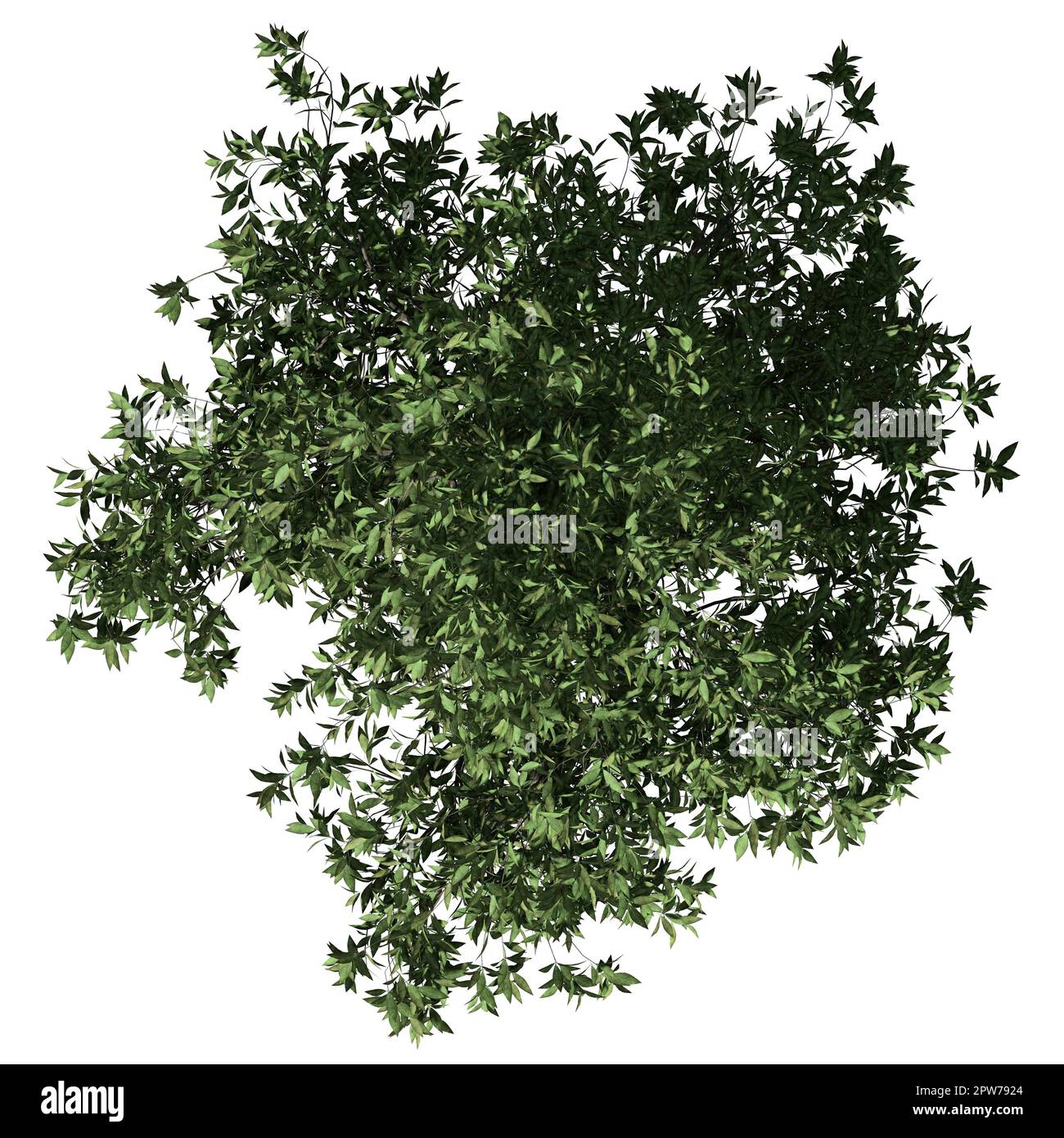 Tree isolated on white background top view - Orange Tree Stock Photo ...