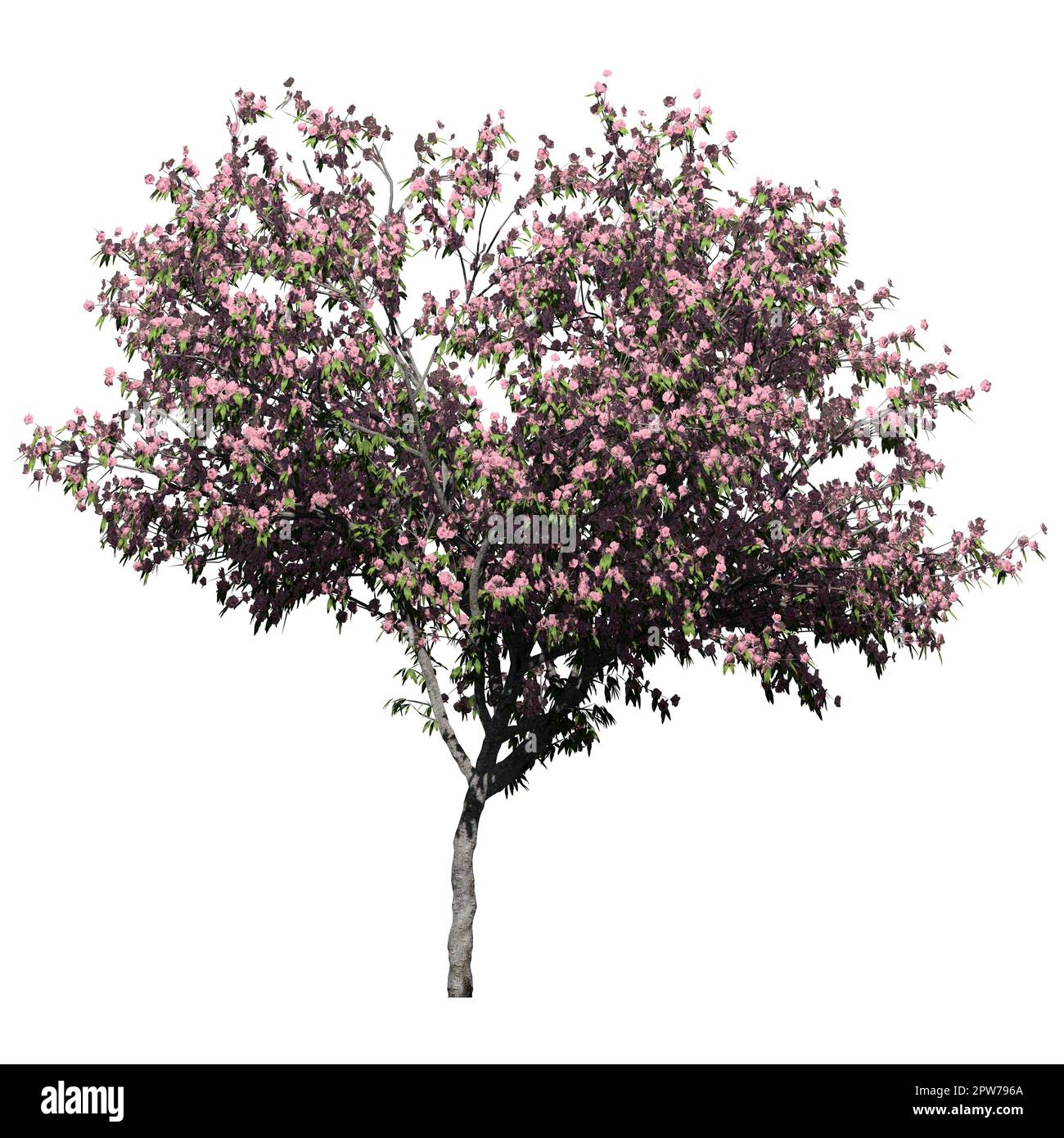 Tree isolated on white background front view - Peach Tree Stock Photo ...