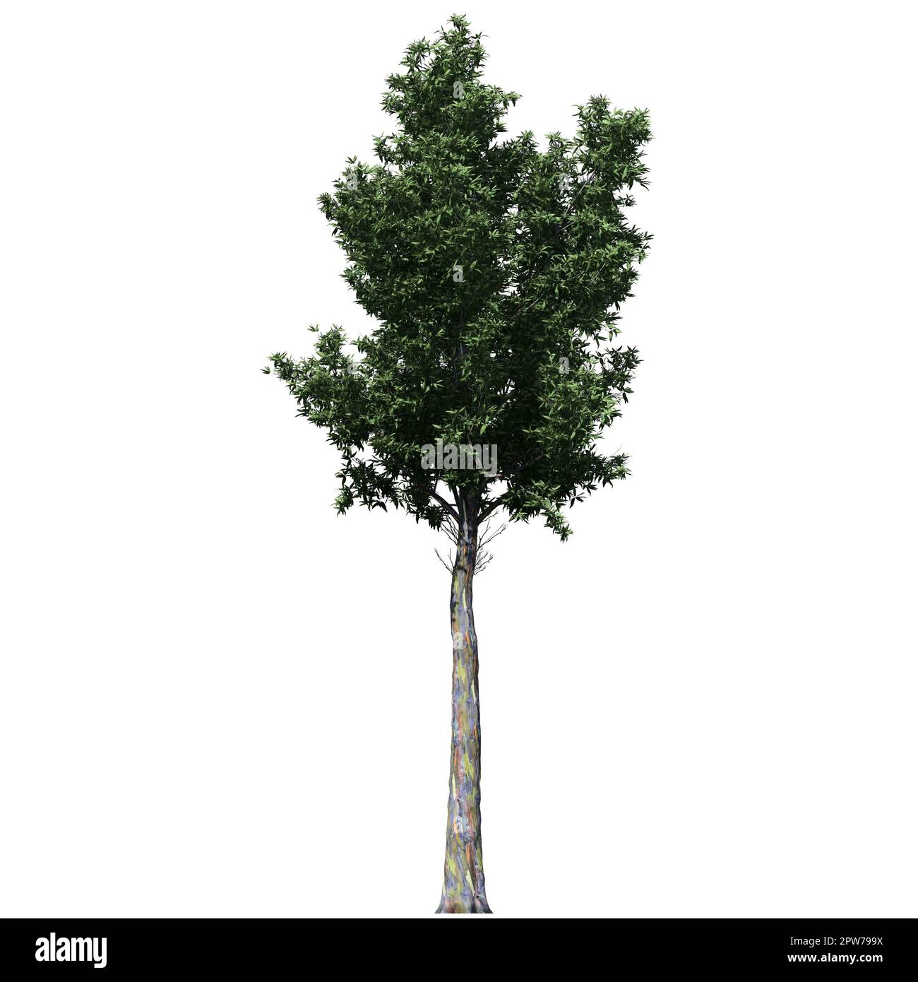 Tree isolated on white background front view - Rainbow Gum Tree Stock ...