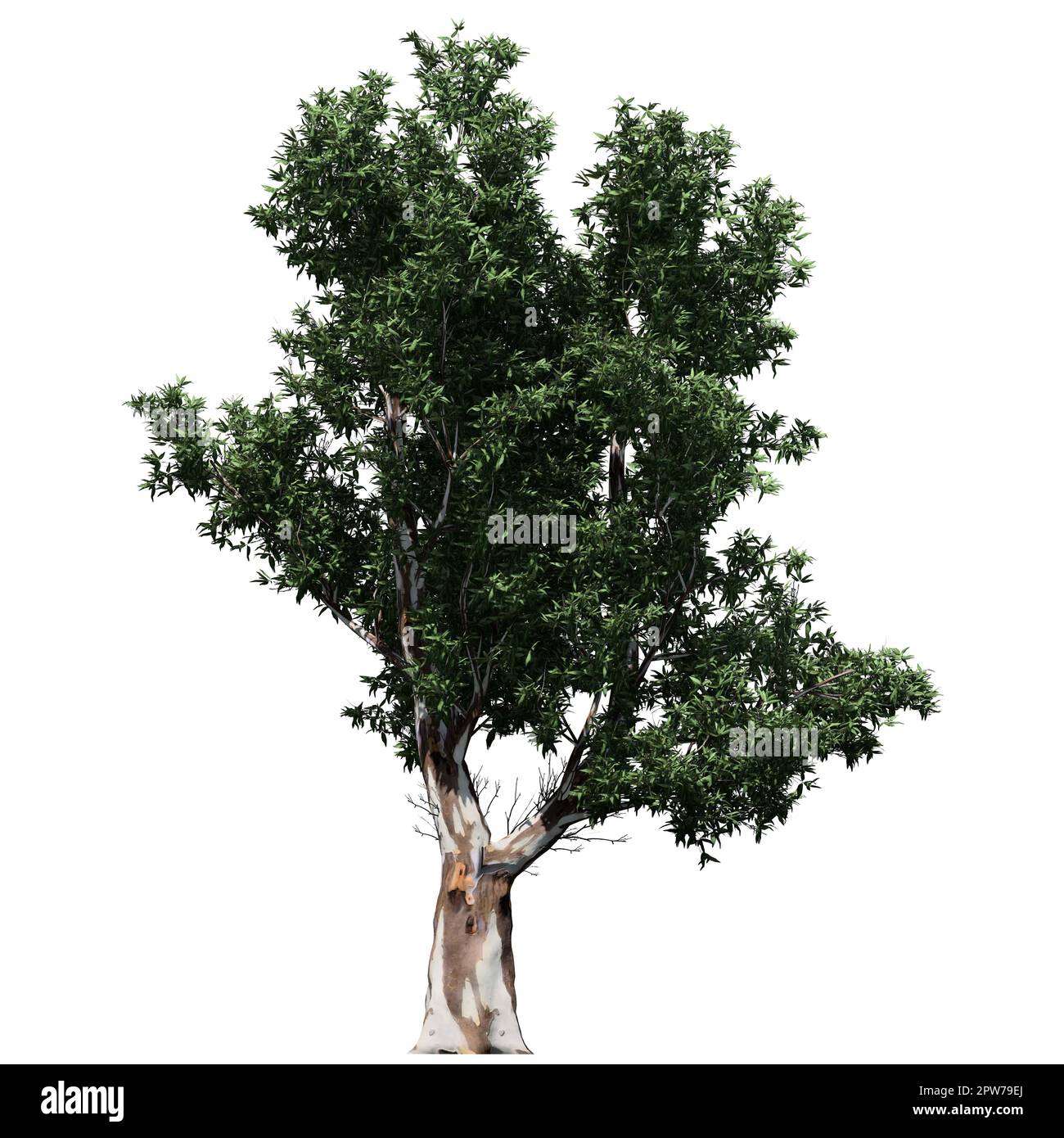 Tree isolated on white background front view - Red Gum Tree Stock Photo ...