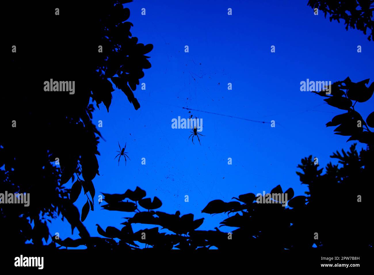 Spiders in the woods at the top of "Morro do Moreno". Espirito Santo ...