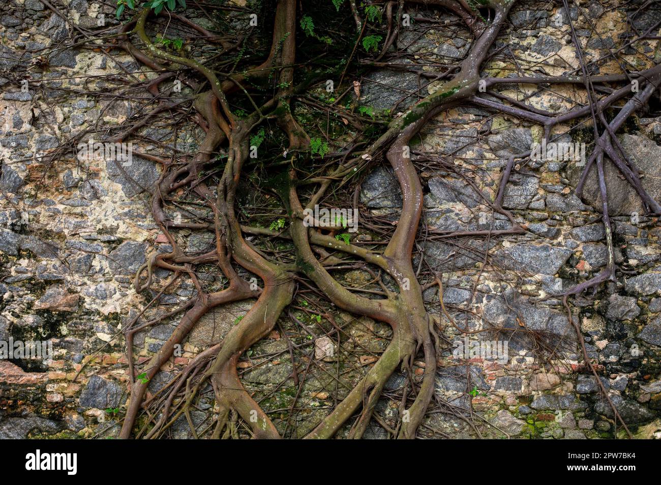 tree roots stuck in old stone wall, in nature location, front view ...