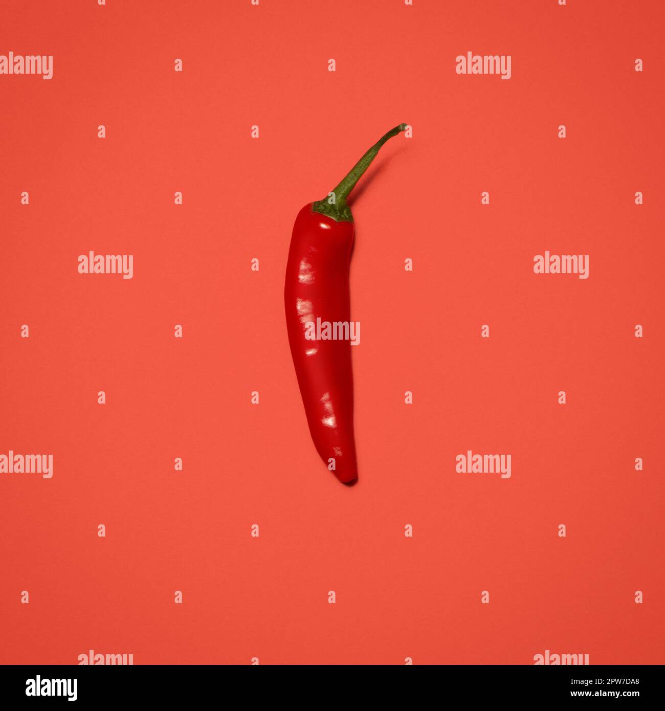 Packed with fire and spice. a red chili against a studio background ...
