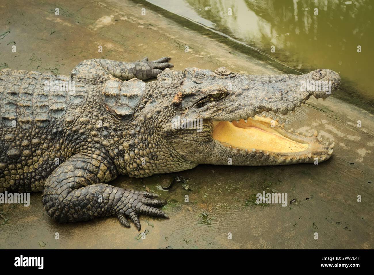 Siamese crocodile (Crocodylus siamensis) at a farm near My Tho, Vietnam ...