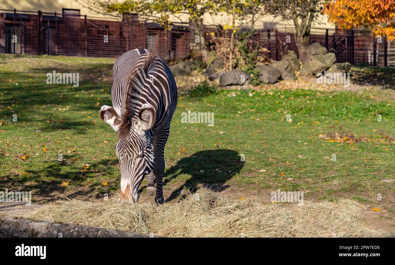 A picture of a Grevy's Zebra eating hay at the Ostrava Zoo Stock Photo ...