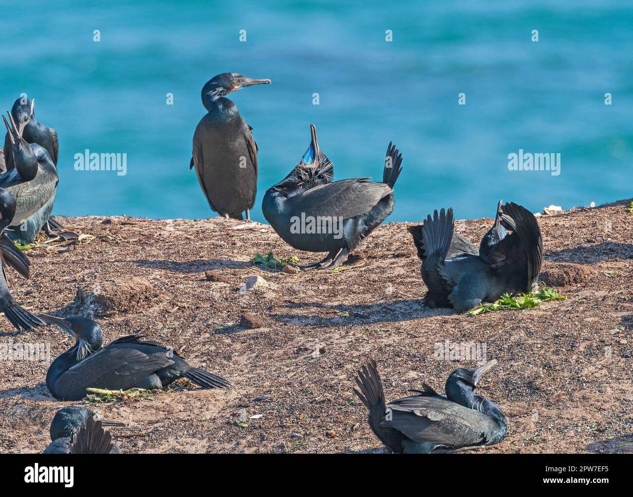 Brandt's Cormorant in a Full Mating Display at Point Lobos State ...