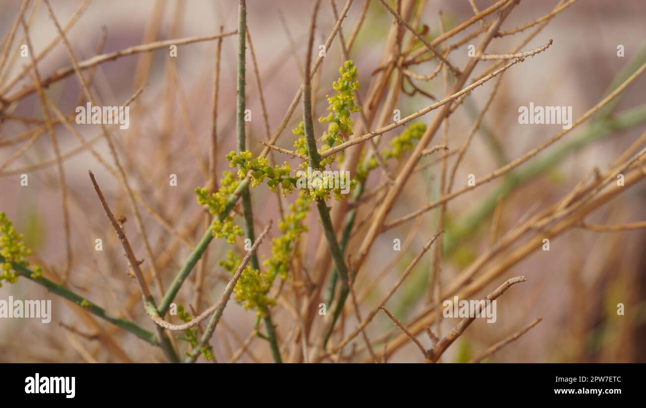 Acacia tree after the rain hi-res stock photography and images - Alamy