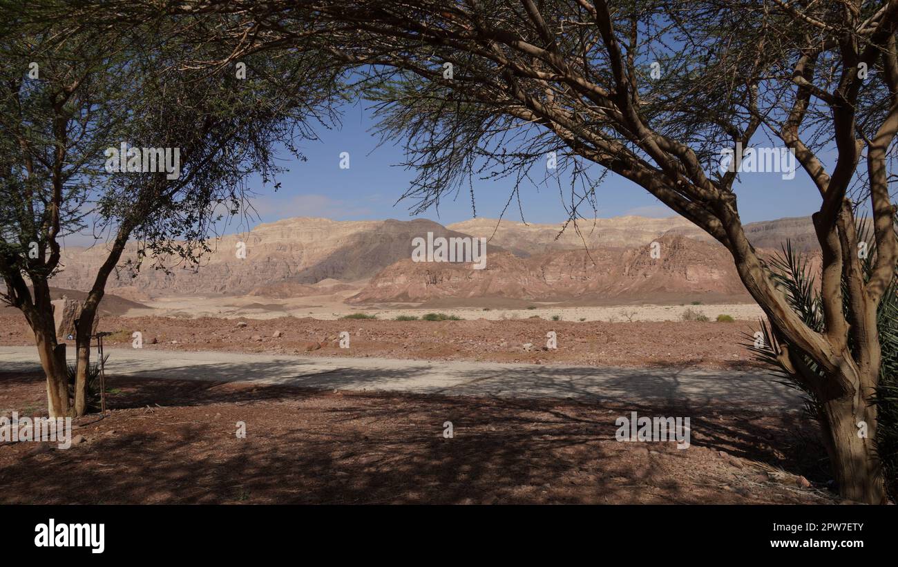 Acacia tree in geological park Timna, Israel Stock Photo - Alamy