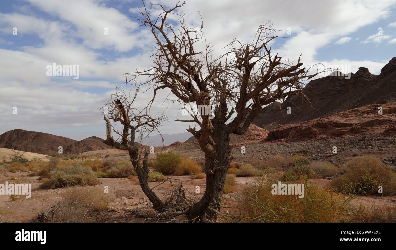 Dry acacia tree in desert of the Negev, Timna Park, Israel Stock Photo ...