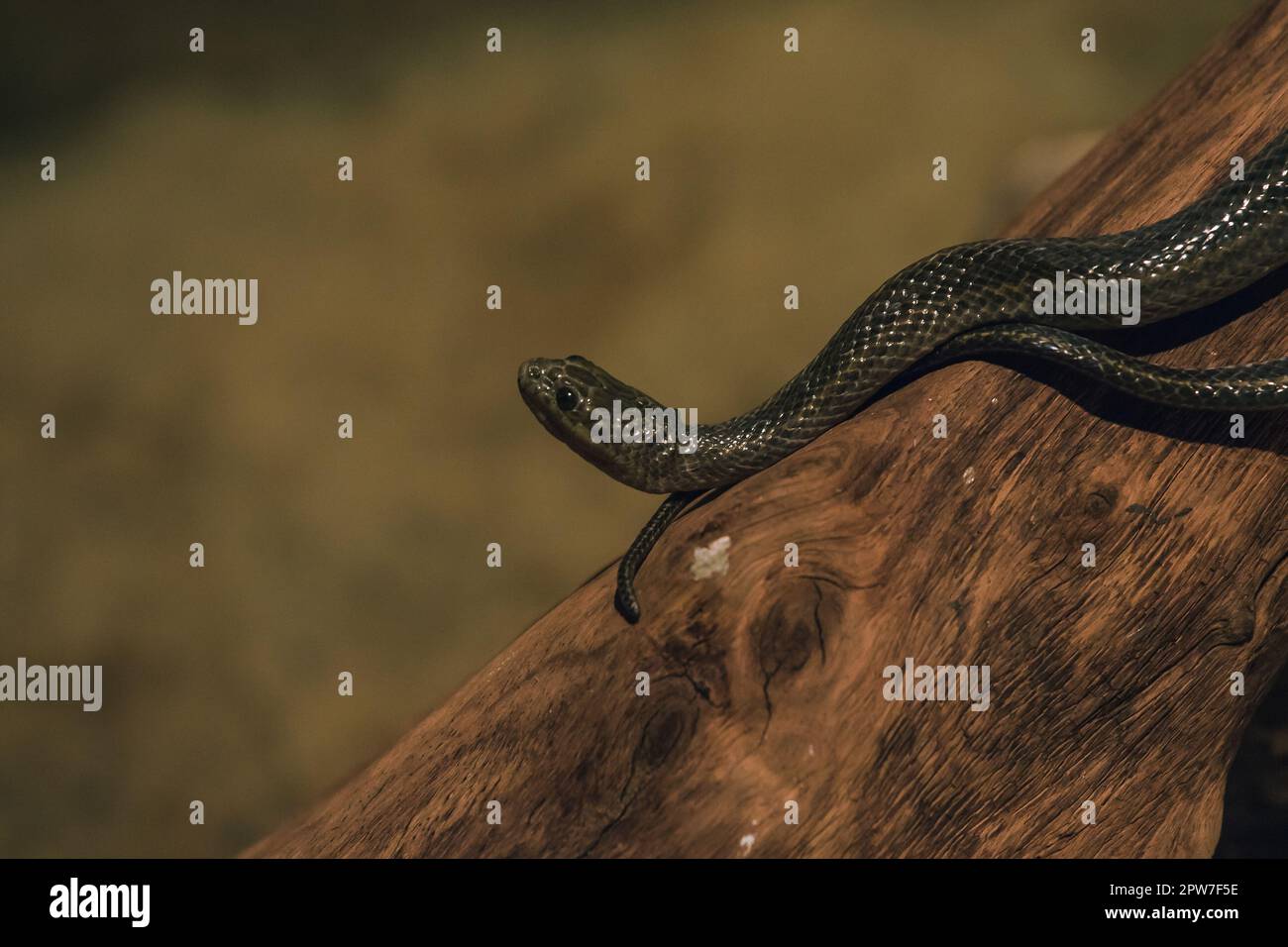 Enhydris enhydris is a small type of poisonous snake that lives mainly ...