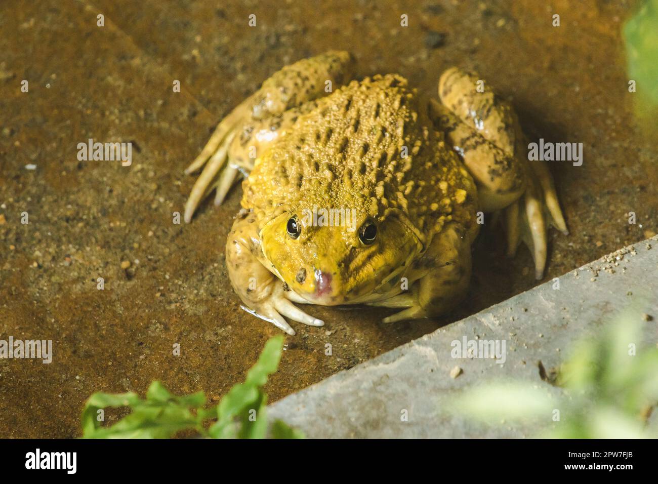 Frogs on the ground in the pond Which is an amphibian animal Stock ...