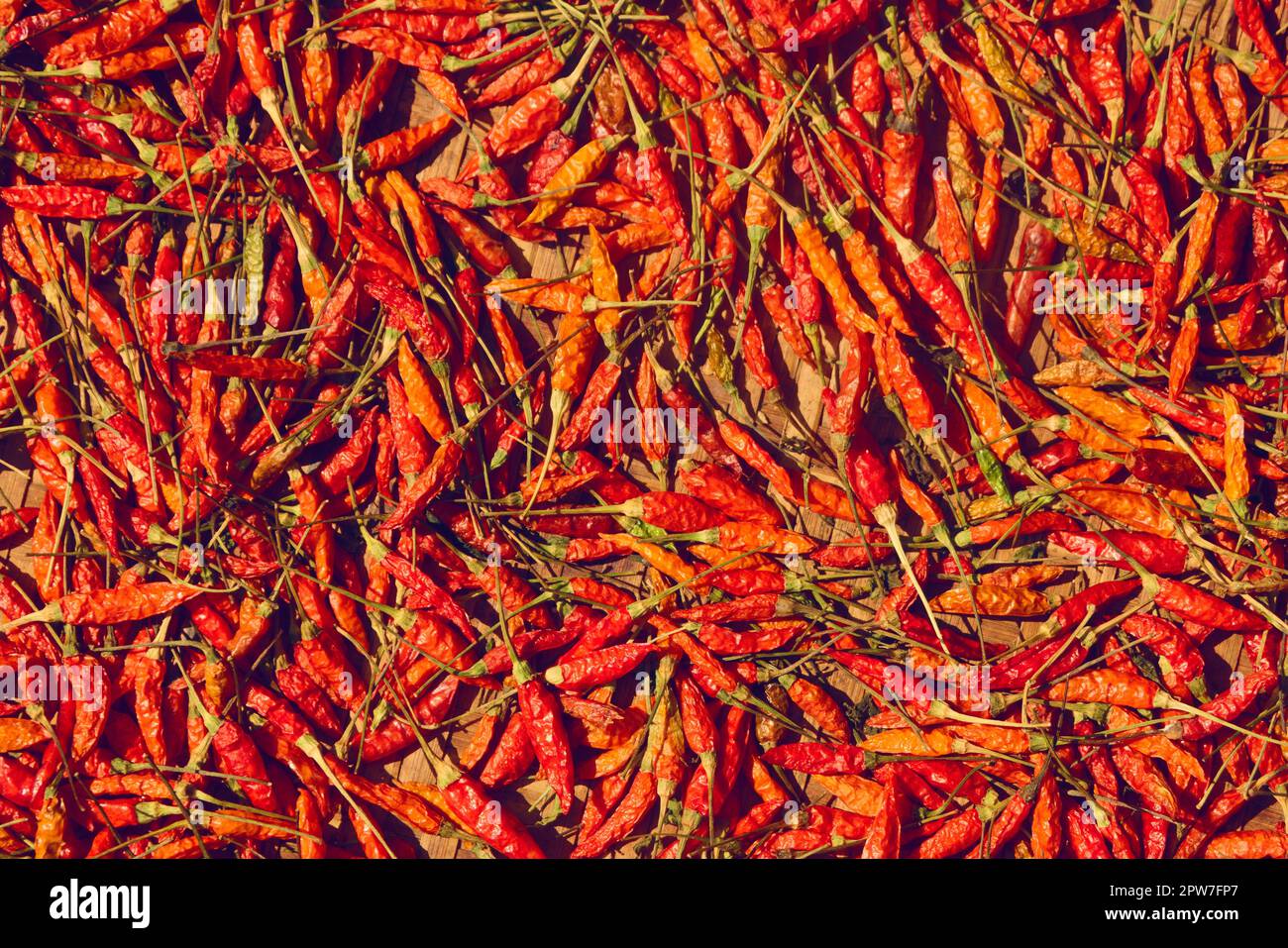 Red chilli peppers drying on the sun Stock Photo - Alamy