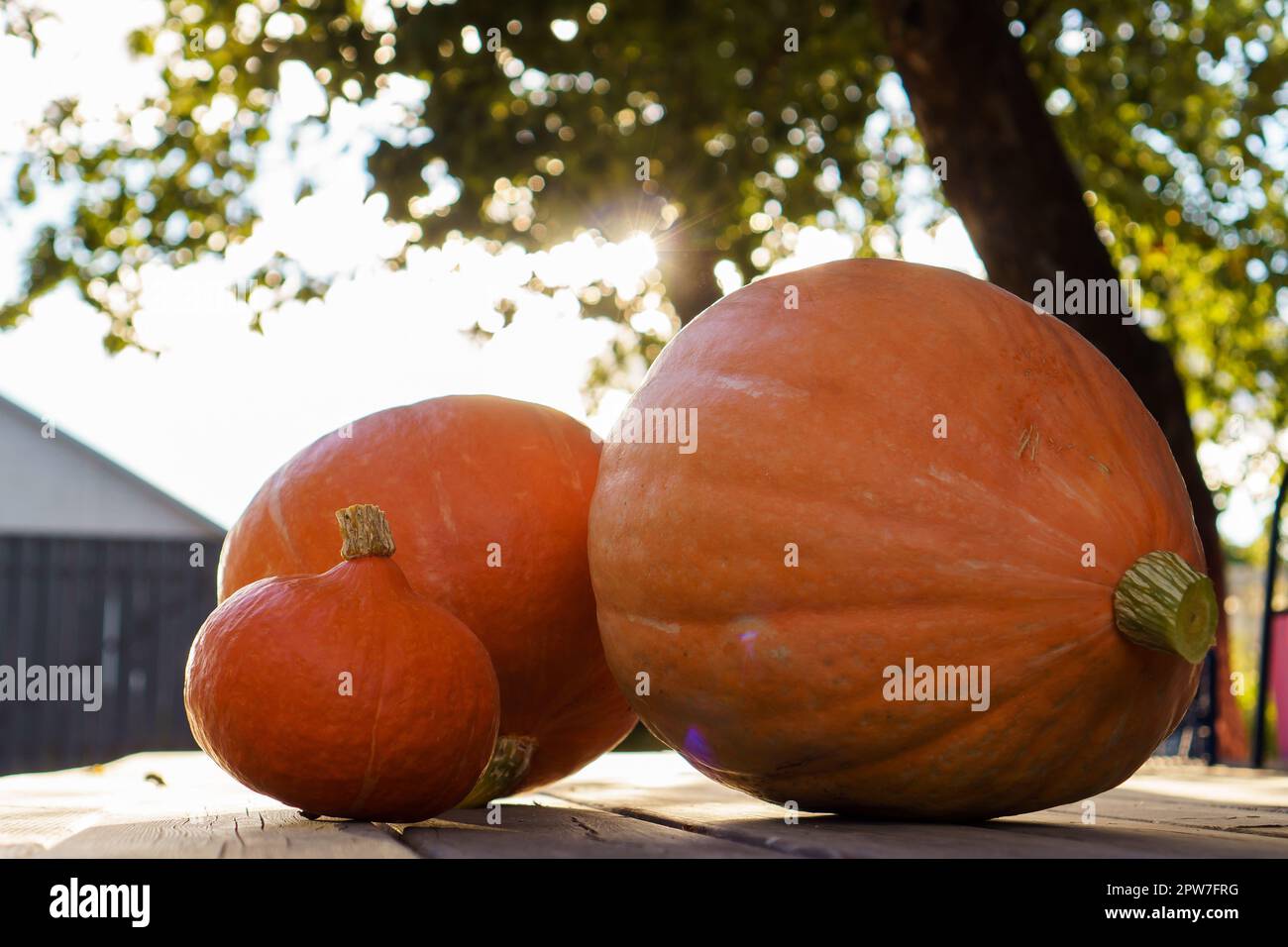 Fall vegetab hi-res stock photography and images - Alamy