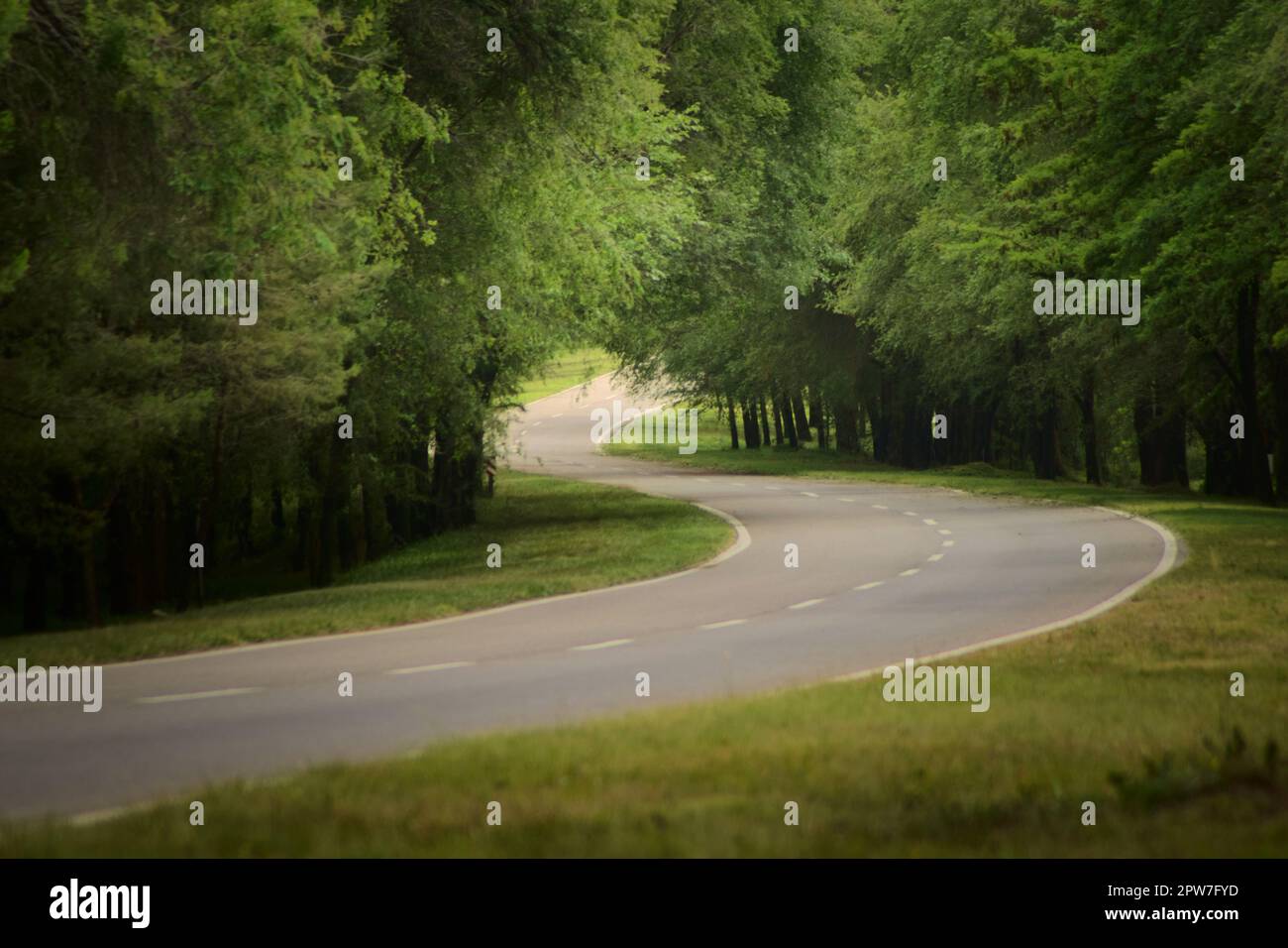 Winding asphalt road in a wooded area in San Luis, Argentina Stock ...