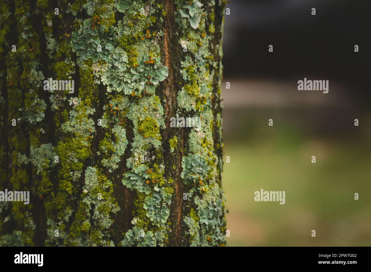 Mossy tree trunk in the forest. Close up detail Stock Photo - Alamy