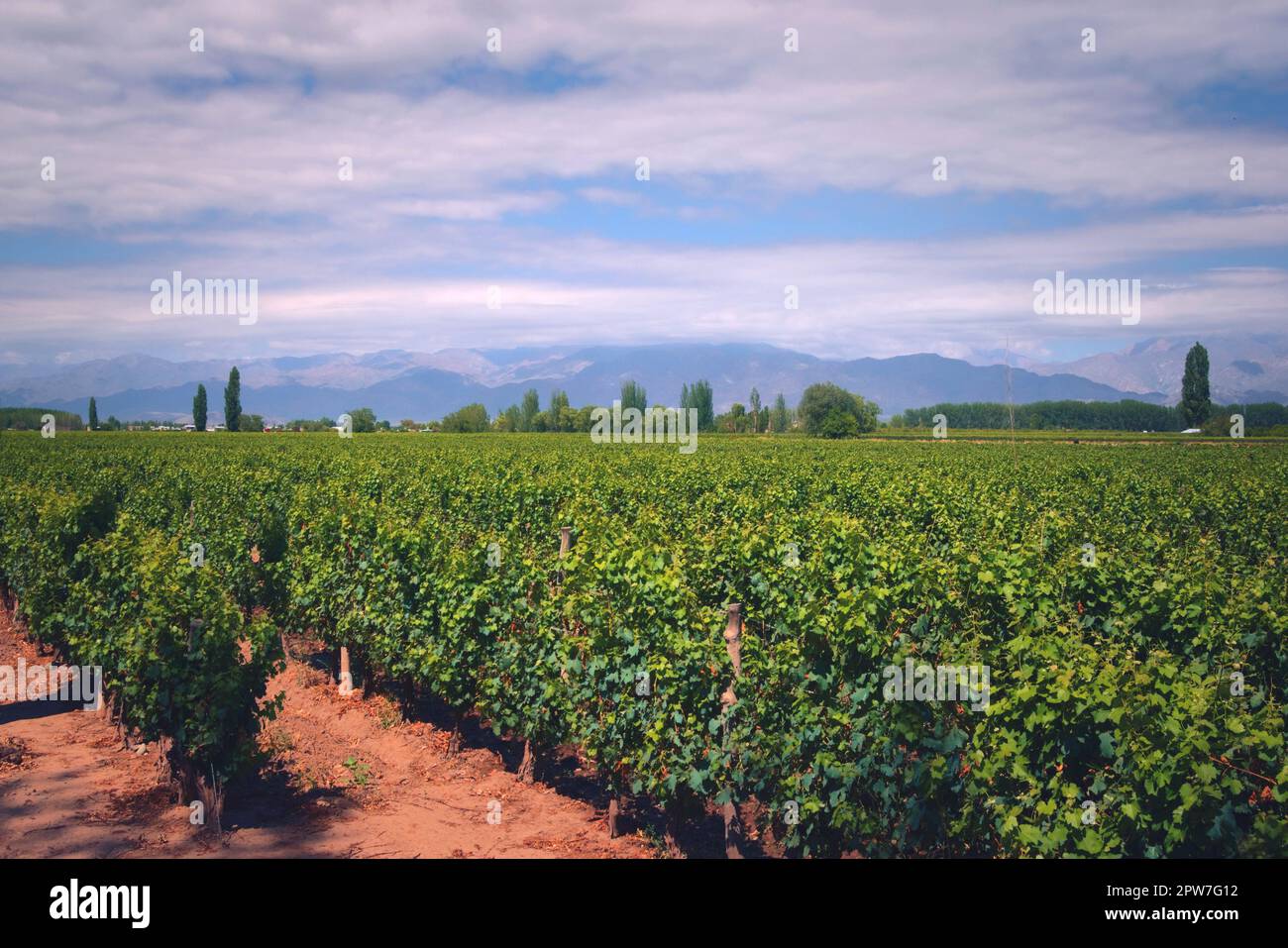 Grapevine rows at a vineyard estate in Mendoza, Argentina, with Andes ...