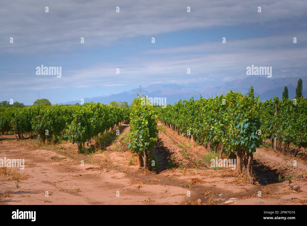 Grapevine rows at a vineyard estate in Mendoza, Argentina, with Andes ...
