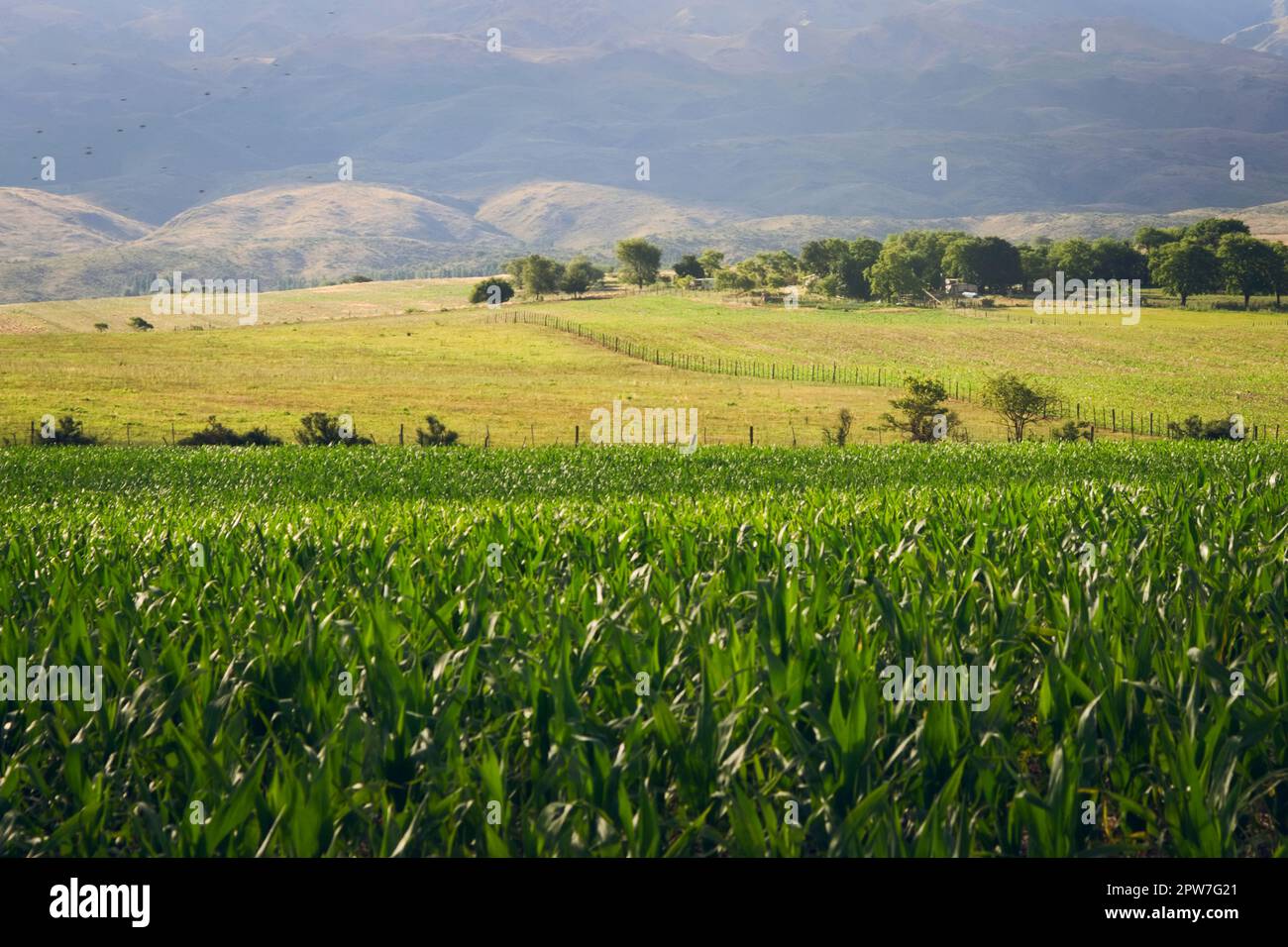 Corn plantations and fertile farmlands in the meadows of San Luis ...