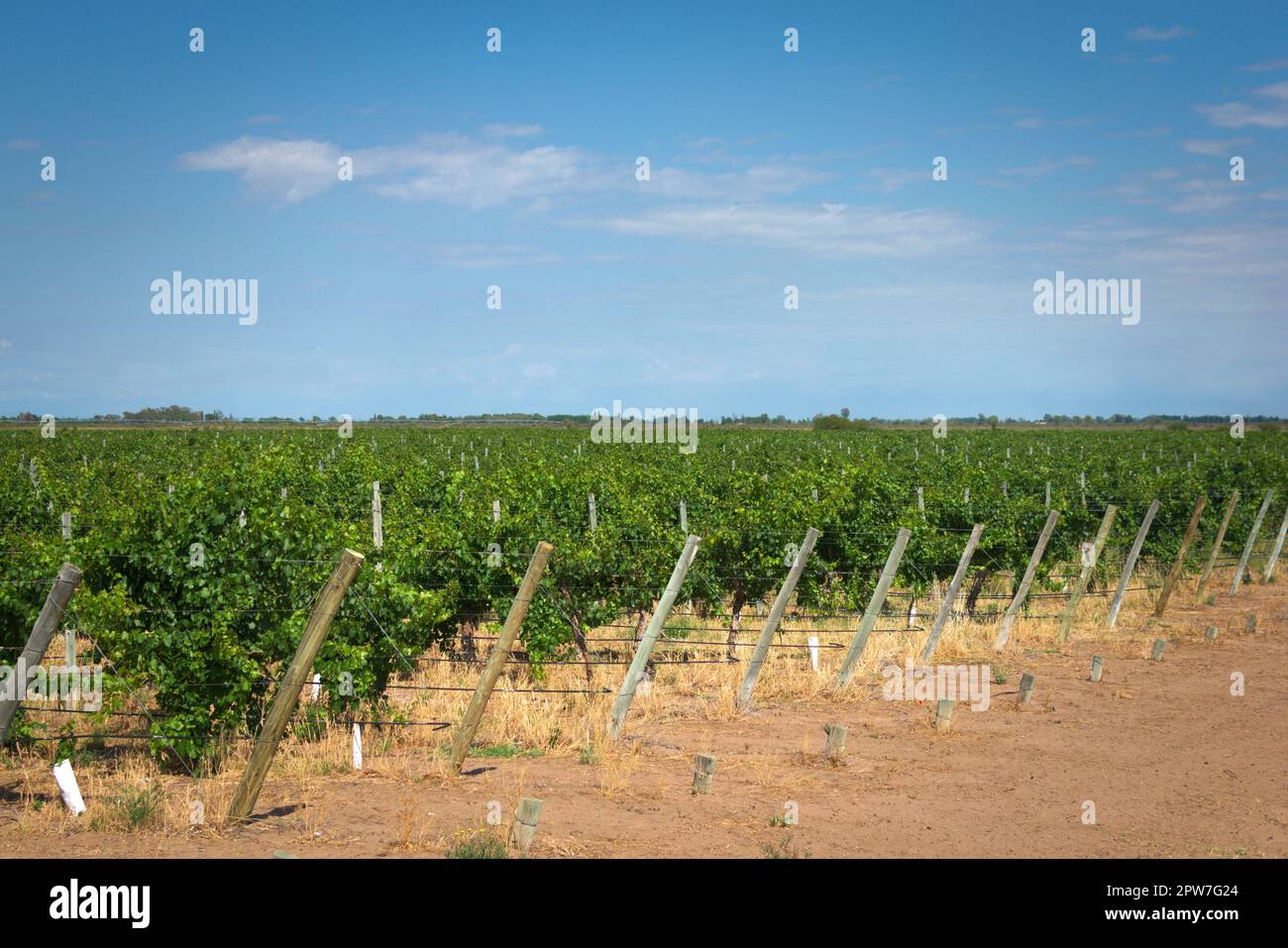 Grapevine rows at a winery estate in Mendoza, Argentina. Agricultural ...