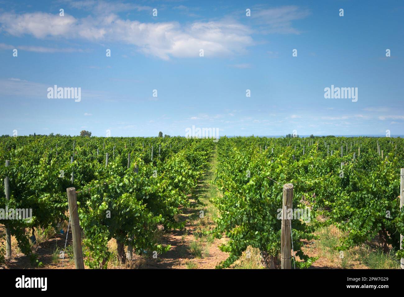 Grapevine rows at a winery estate in Mendoza, Argentina. Agricultural ...