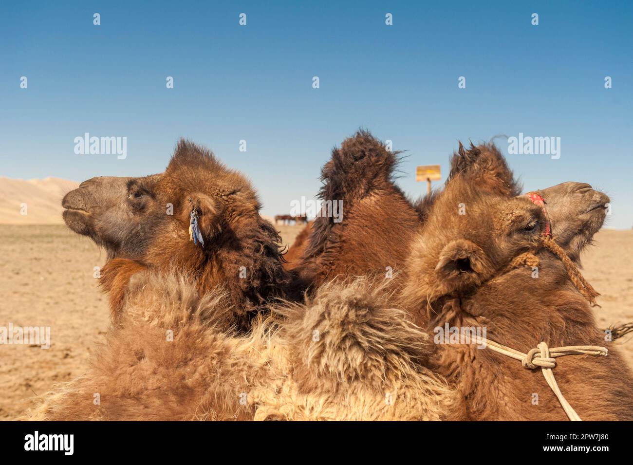 A group of huddled, sitting Bactrian camels resting in the Gobi Desert ...